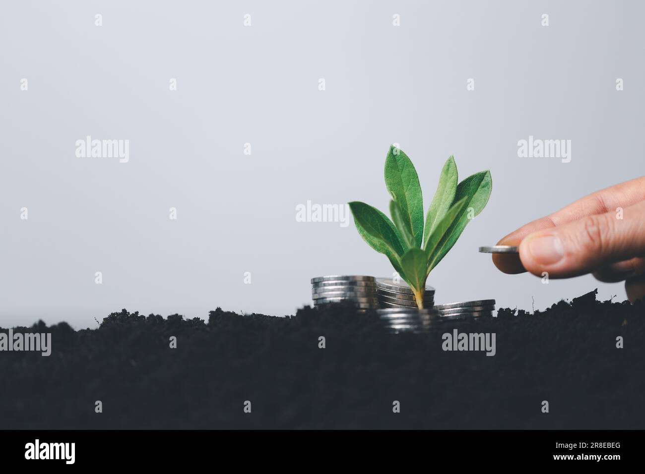 Coin tree growth with soil background. The money plant financial ...