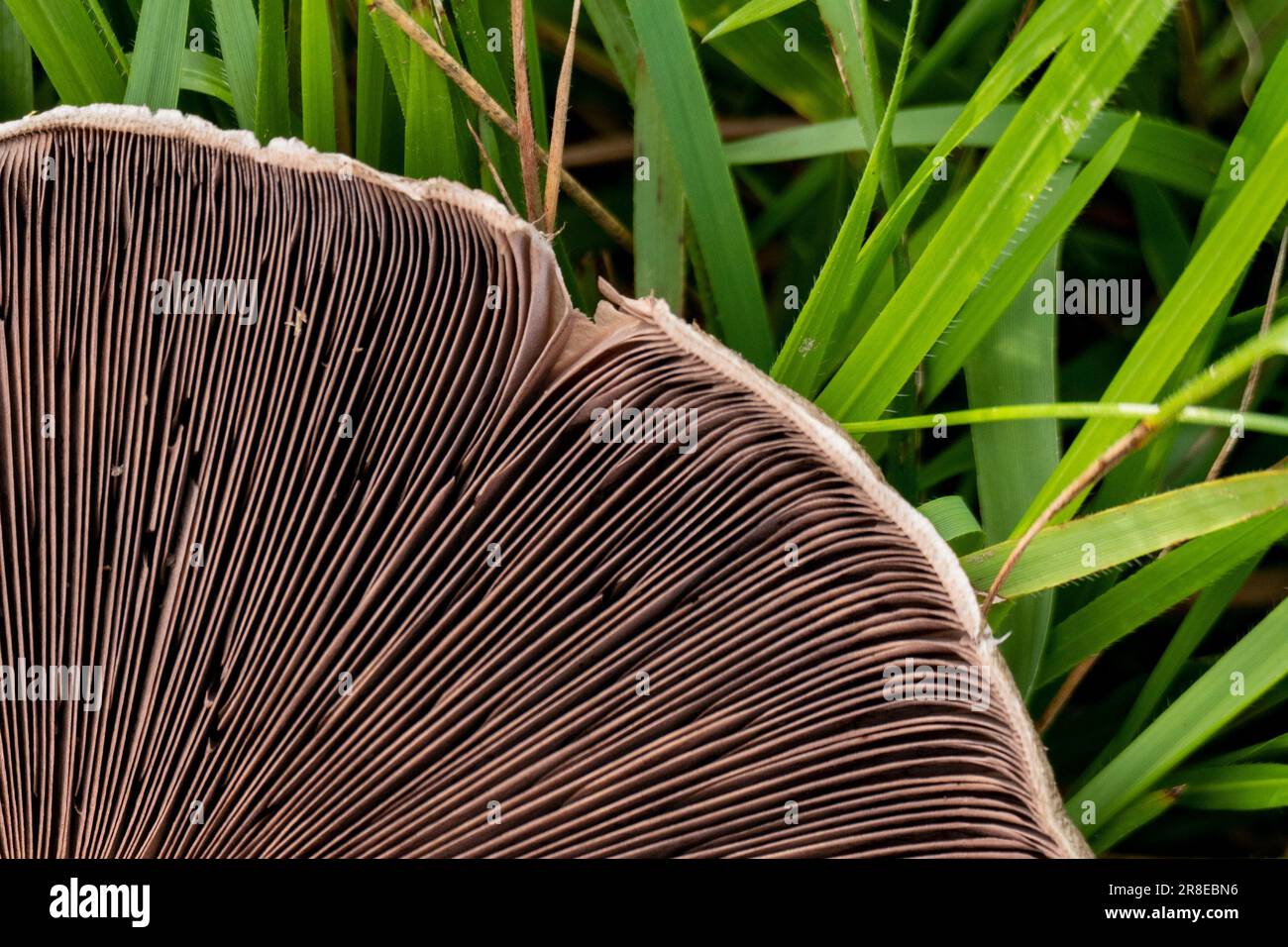 A close-up of a two-spored champignon mushroom growing in a grassy ...