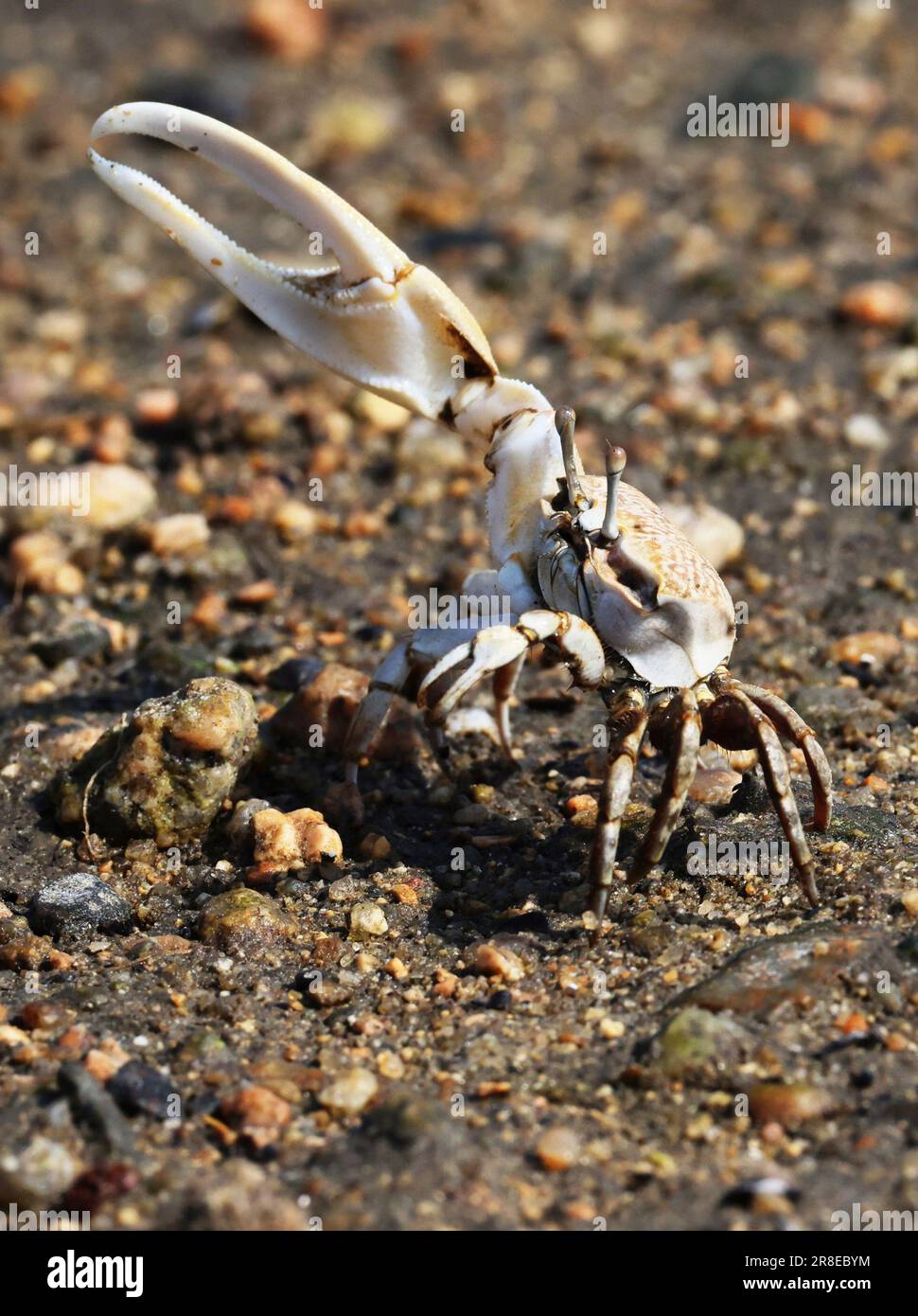 Male Uca lactea during the breeding season is pictured in Nishinomiya ...