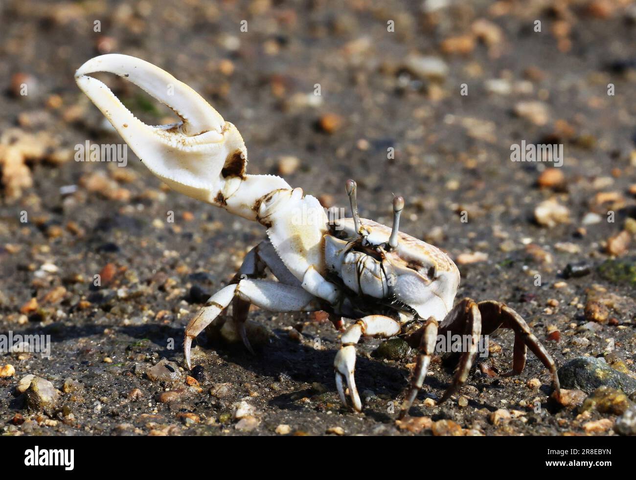 Male Uca lactea during the breeding season is pictured in Nishinomiya ...