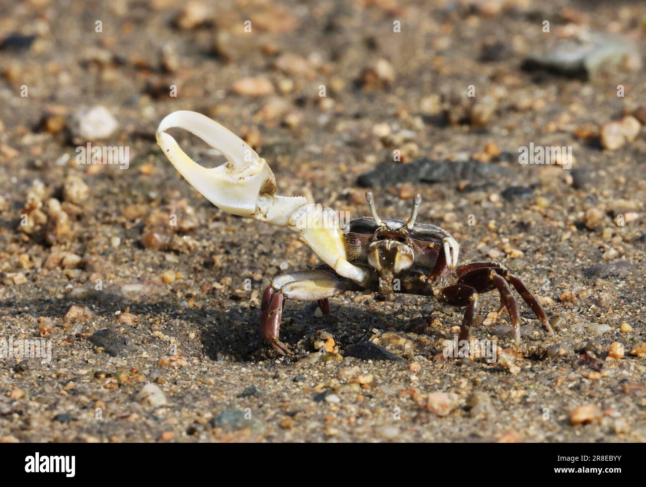 Male Uca lactea during the breeding season is pictured in Nishinomiya ...