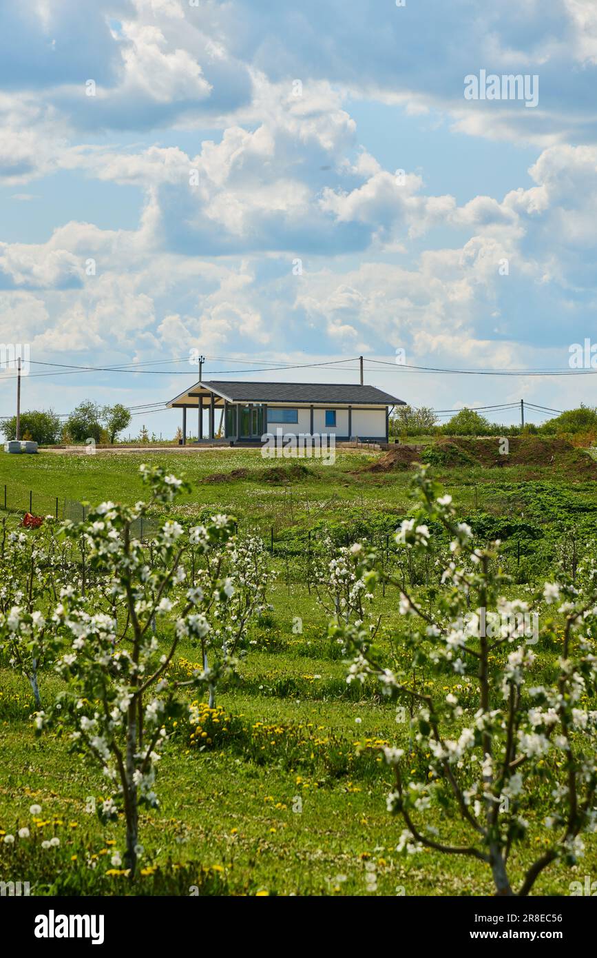 Large beautiful green apple orchard in summer Stock Photo - Alamy