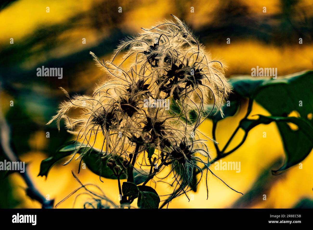 A vibrant clematis plant hangs from its stem against a backdrop of a ...