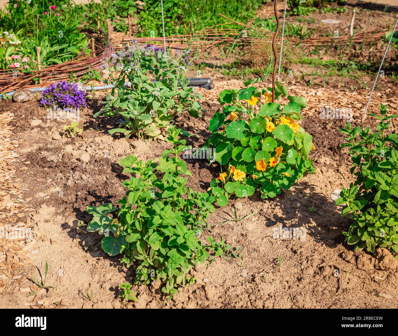 Natural herb garden with mint, garden nasturtium or Indian cress ...