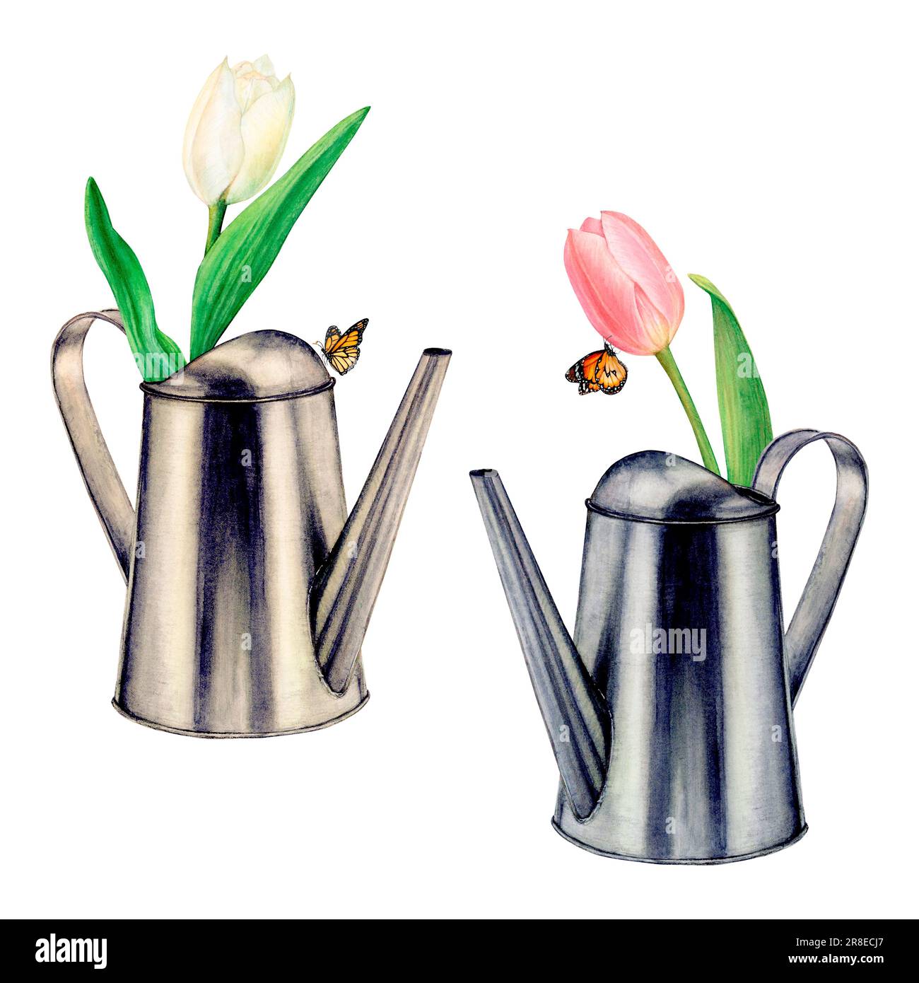 Watercolour drawn set of metal watering cans with beautiful white and ...