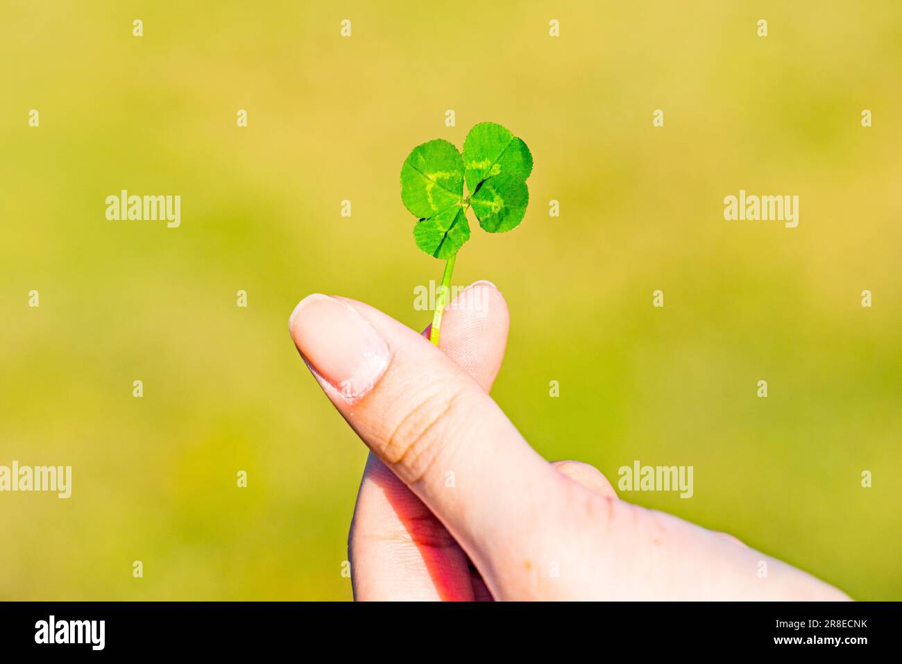 Woman's hand holding four leaf clover hi-res stock photography and ...