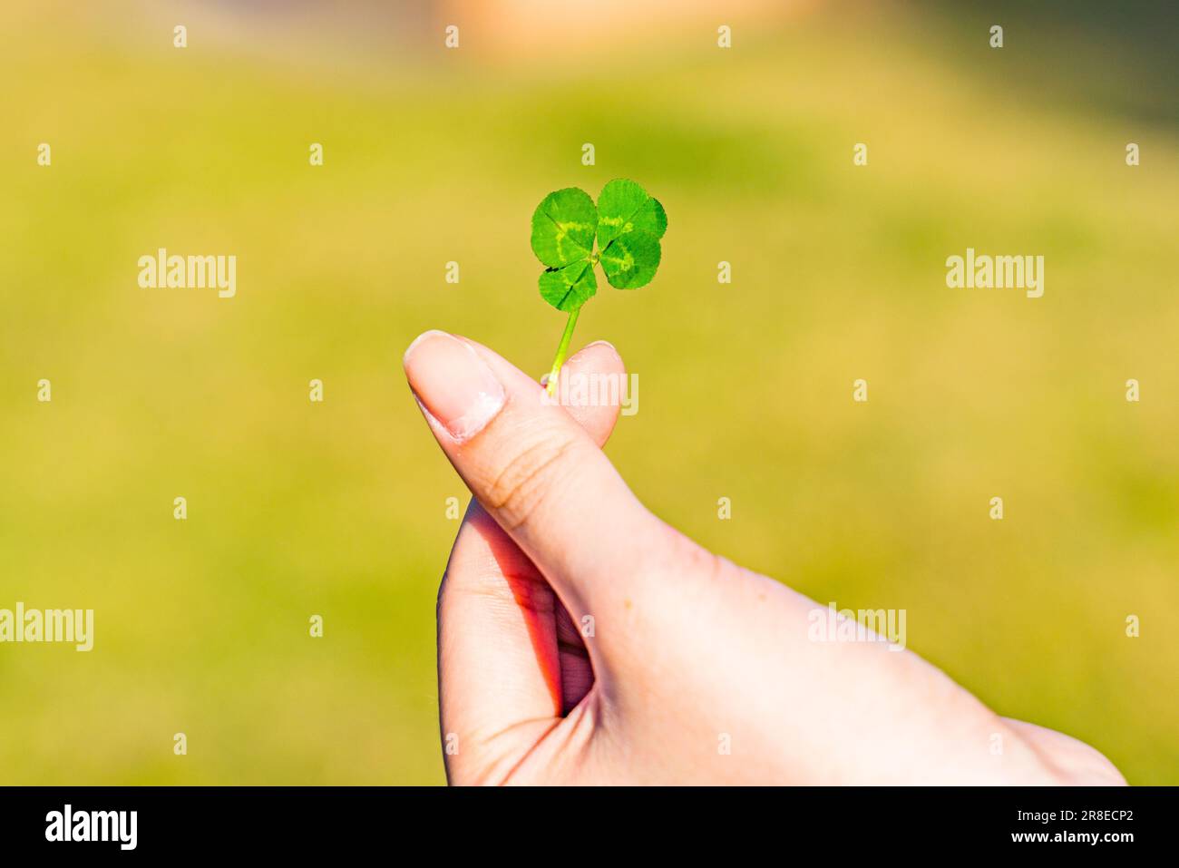 Hand holding a four leaf clover hi-res stock photography and images - Alamy