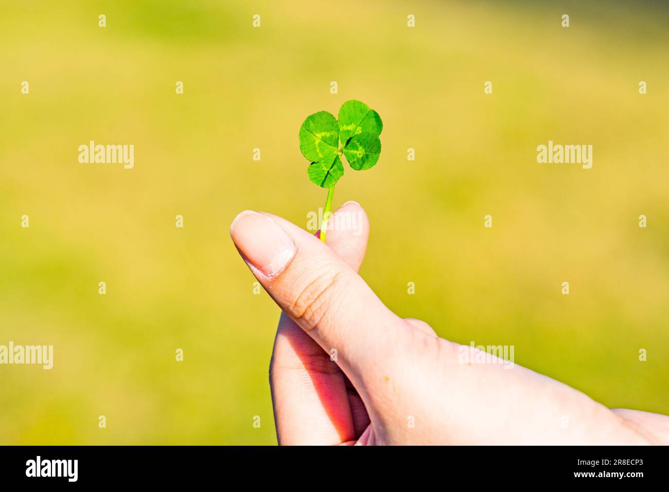 Woman's hand holding four leaf clover hi-res stock photography and ...