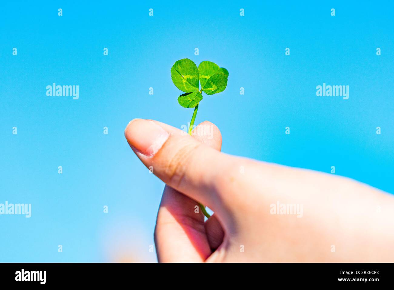 Hand holding a four leaf clover hi-res stock photography and images - Alamy