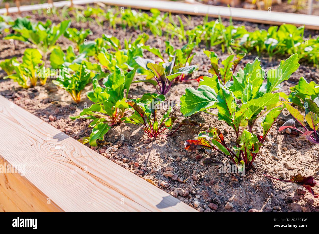 Beet leaf. Green young leaves of beetroot and mangold growing in raised ...