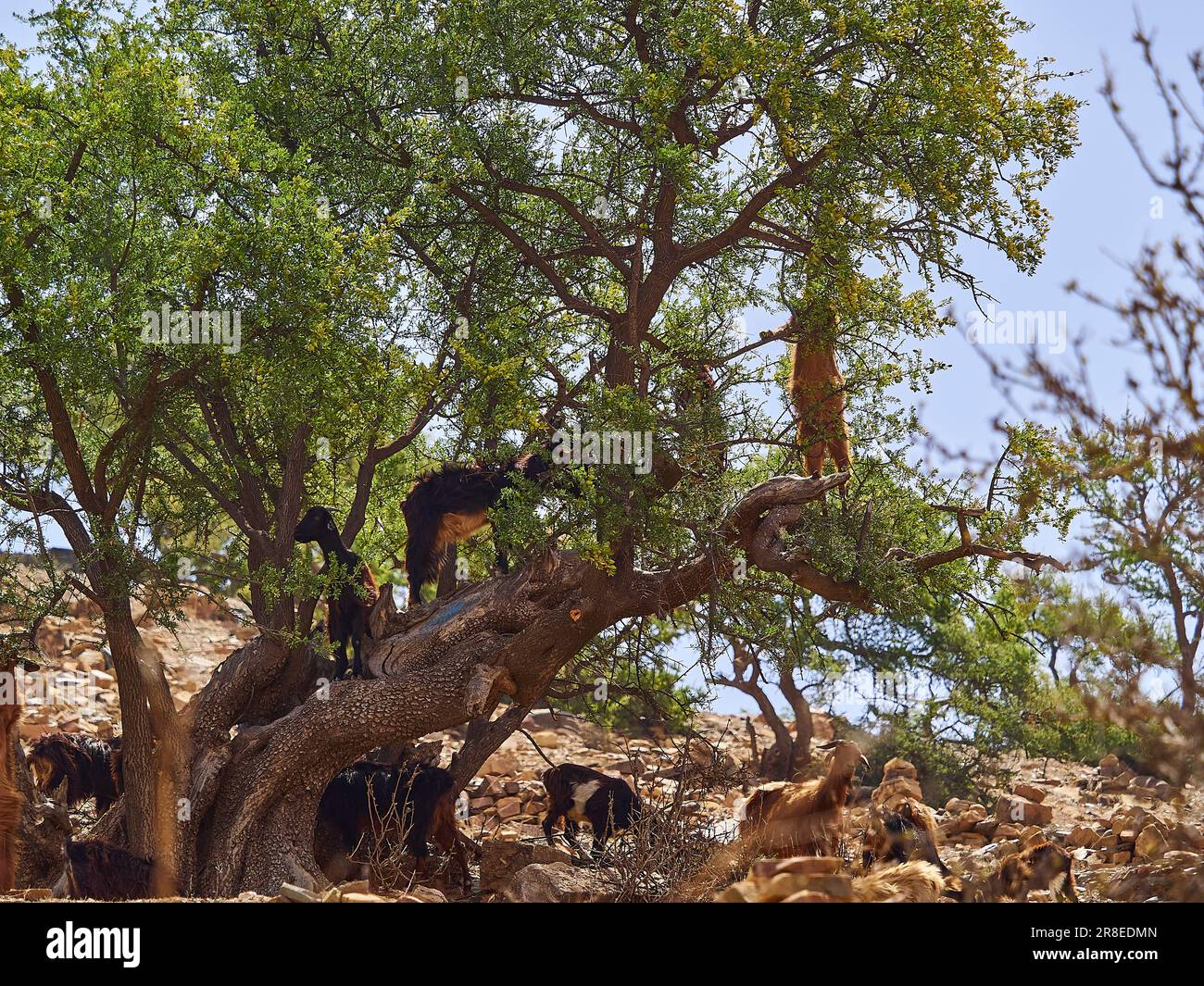 goats standing and climbing in a argan oil tree and feeding from the ...