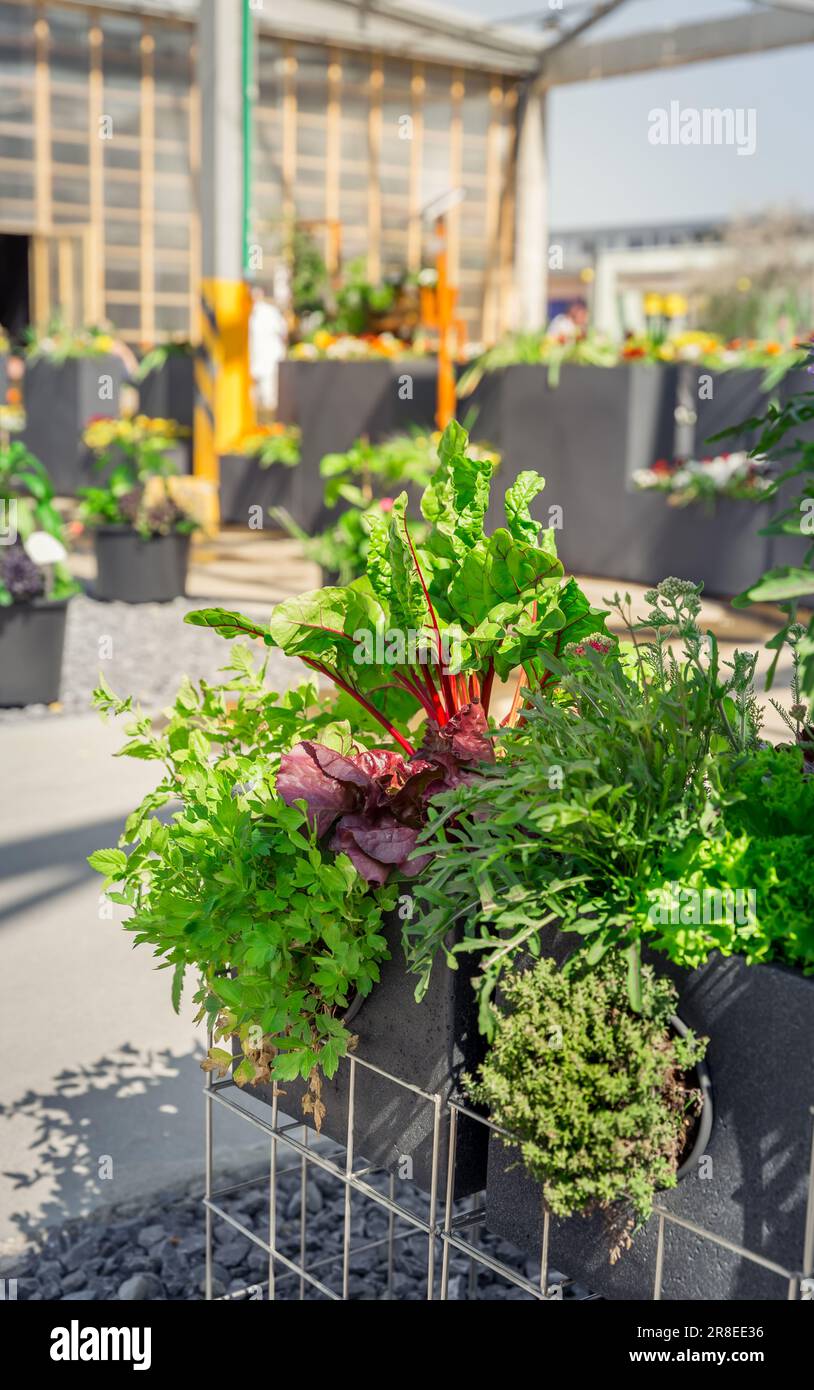 Big garden plant pots hi-res stock photography and images - Alamy