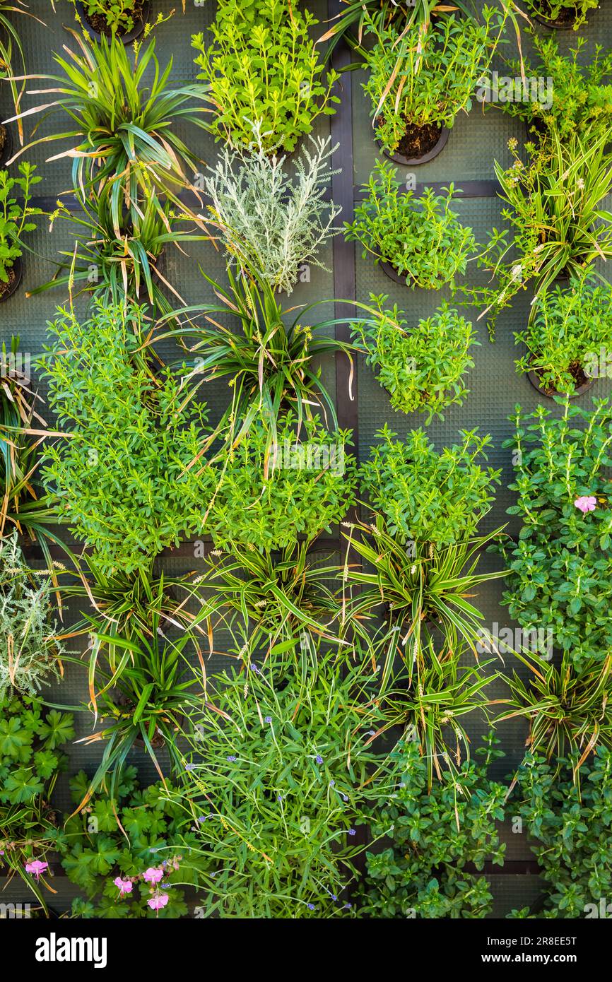 Vertical green garden decoration on the wall. Vertical gardening Stock ...