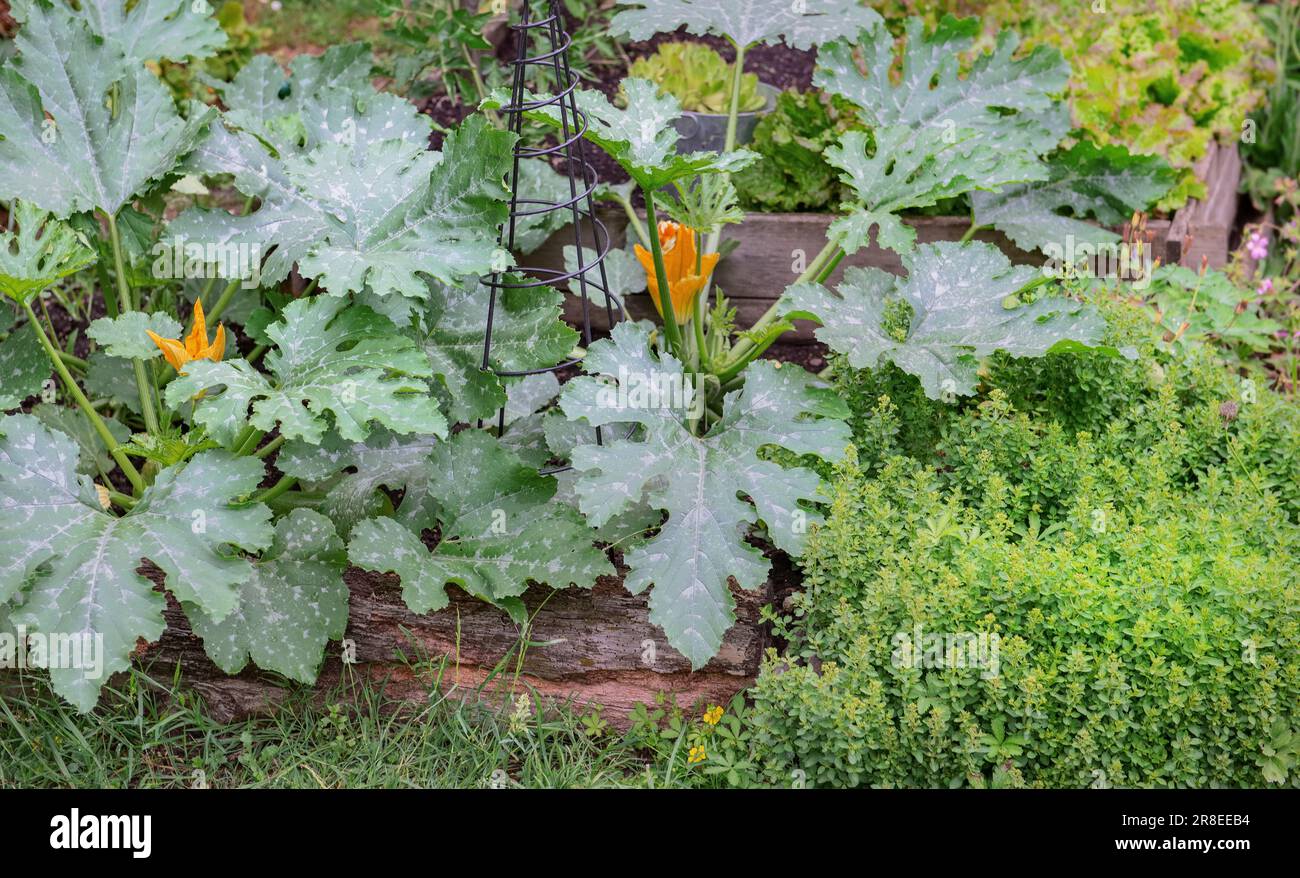 zucchini plant blooming in a rustic garden with a metal watering can ...