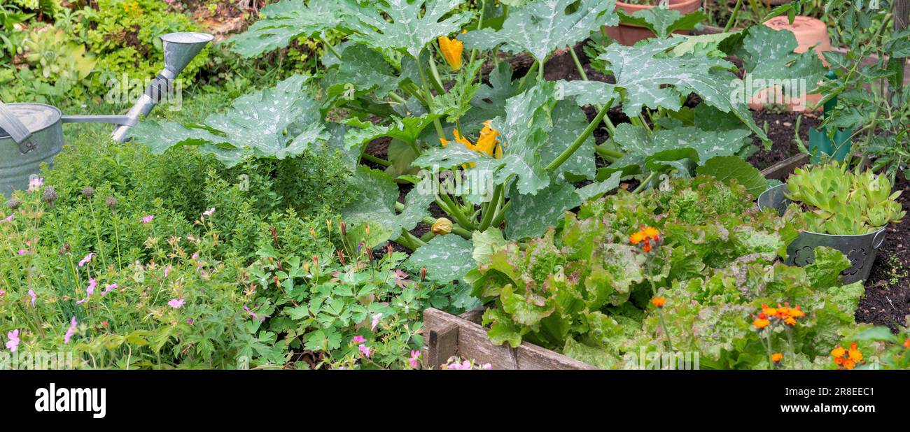 zucchini plant blooming in a rustic garden with a metal watering can ...