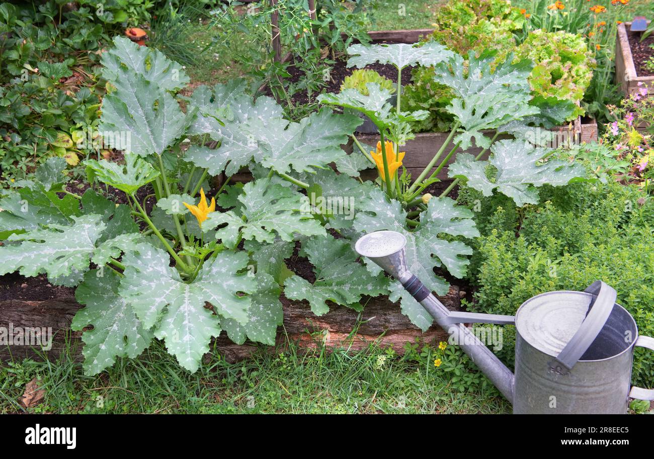 zucchini plant blooming in a rustic garden with a metal watering can ...