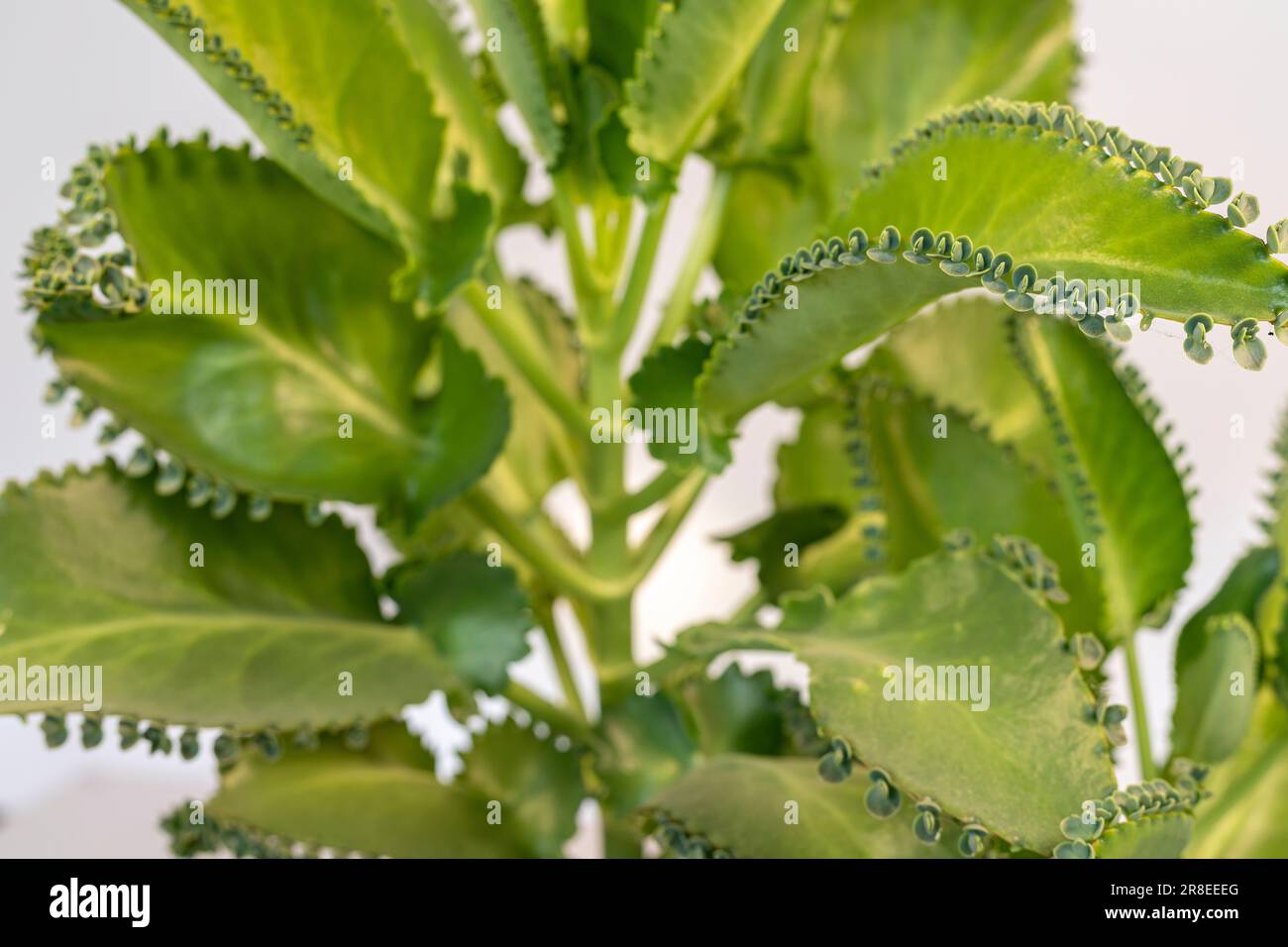 Devils backbone plant hi-res stock photography and images - Alamy