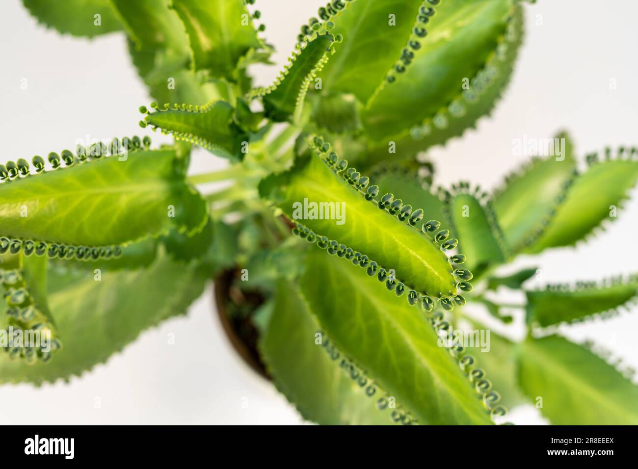 Mother of thousands or alligator plant top view. selective focus Stock ...