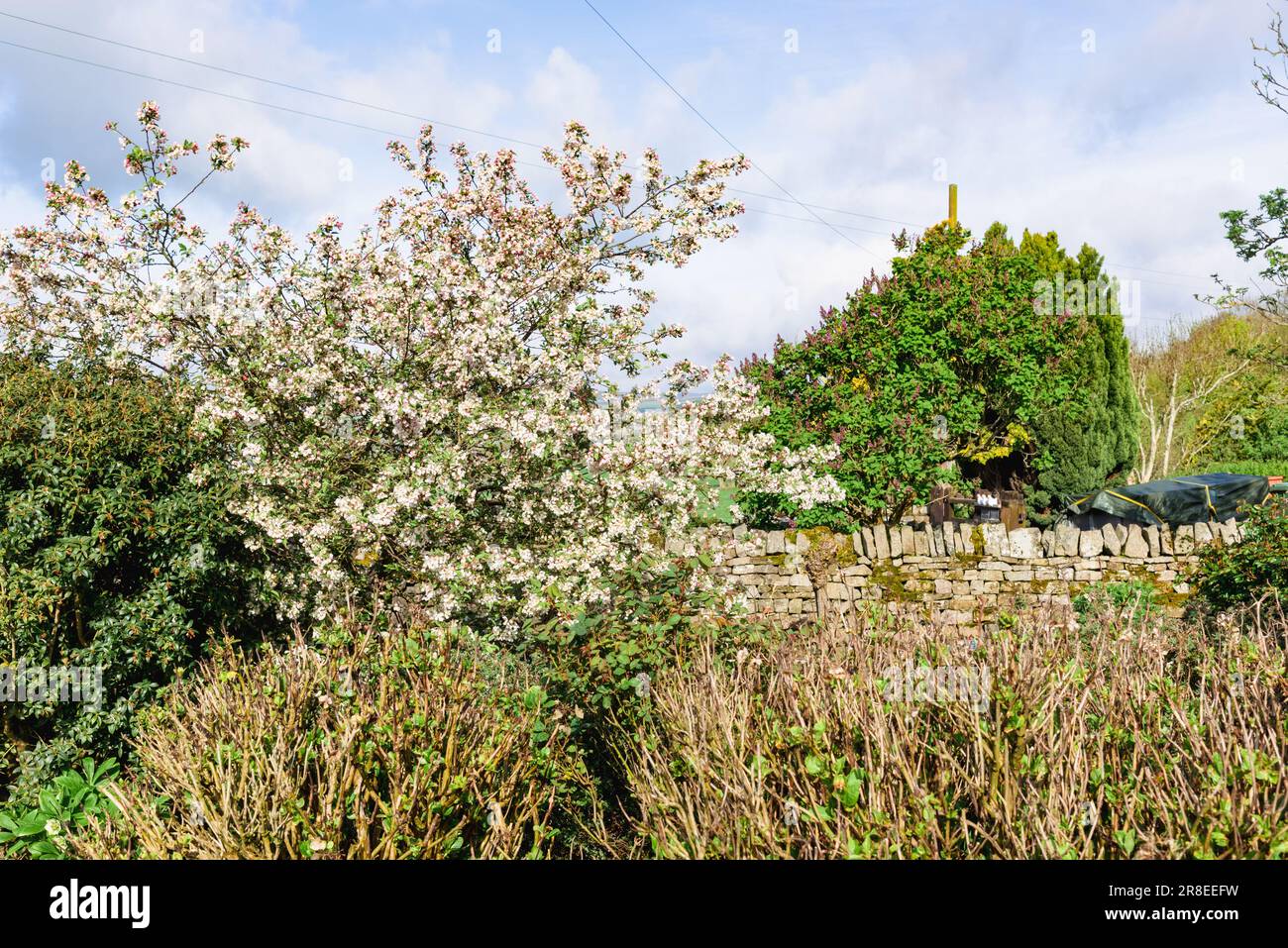 Crab apple, Malus Evereste, in flower in a garden Stock Photo - Alamy