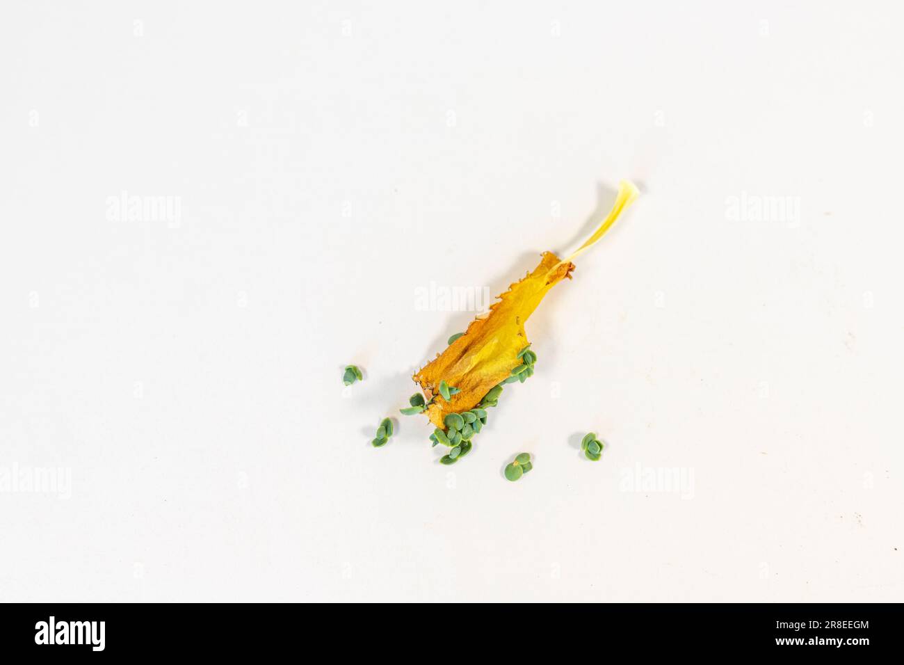 Kalanchoe mother of thousands plant leaf with offspring or babies ...