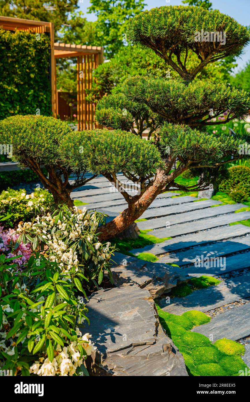 Conifer and slate path with bark mulch and native plants in Japanese garden. Landscaping and ...