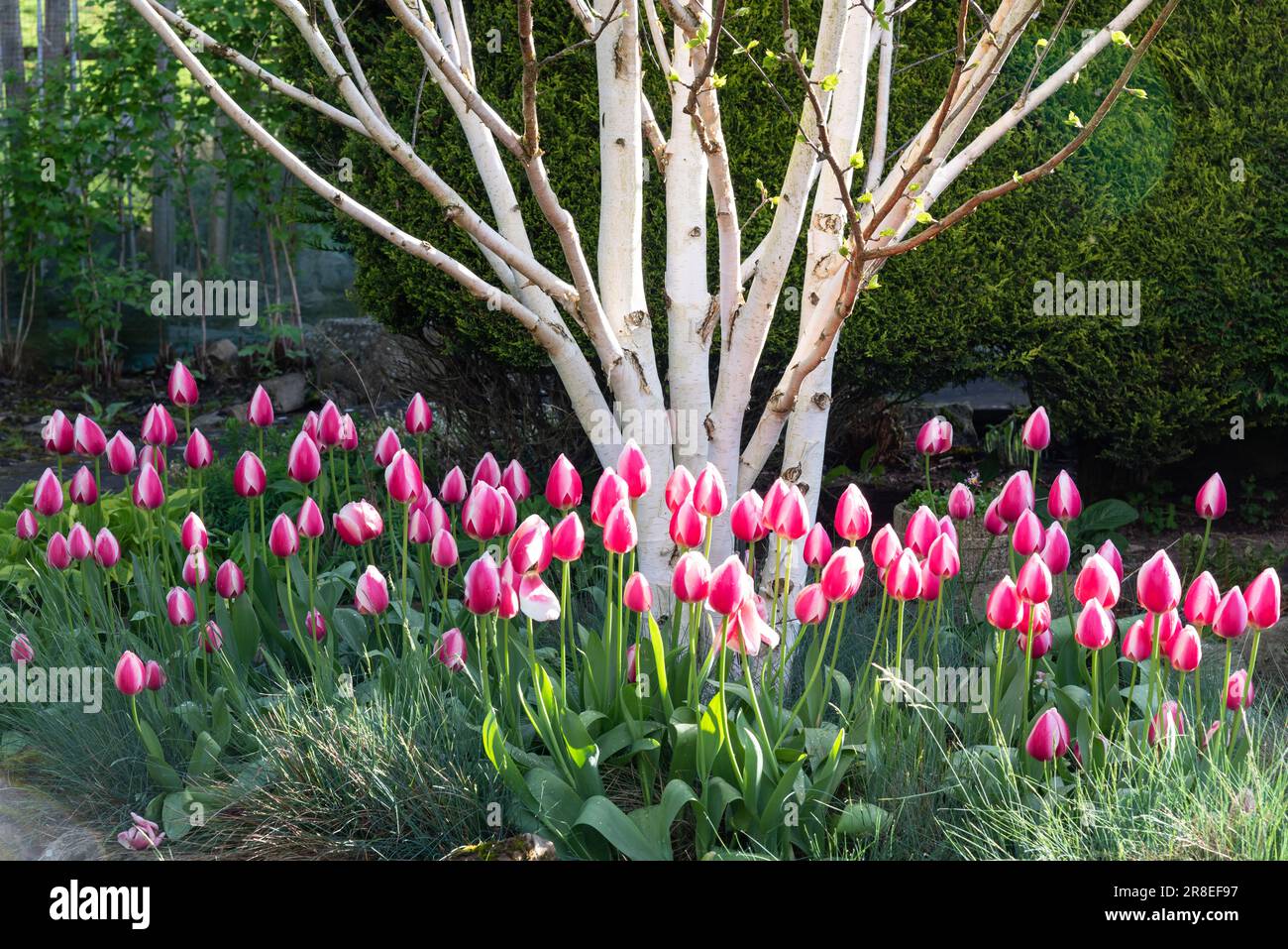 Pink Tulips and Silver Birch, Betula Jacquemontii Stock Photo - Alamy