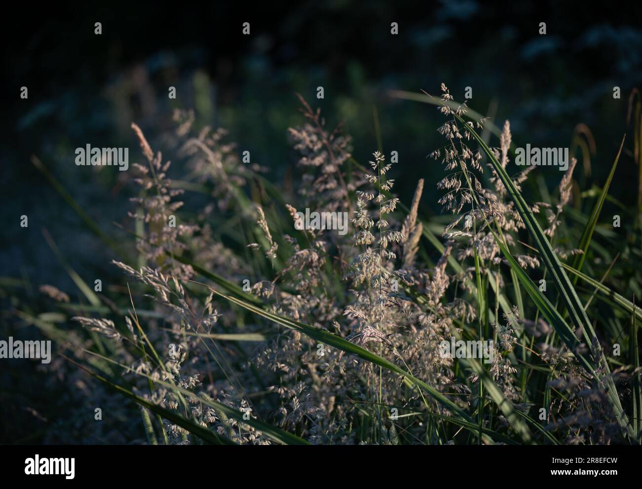 Fever grass hi-res stock photography and images - Alamy