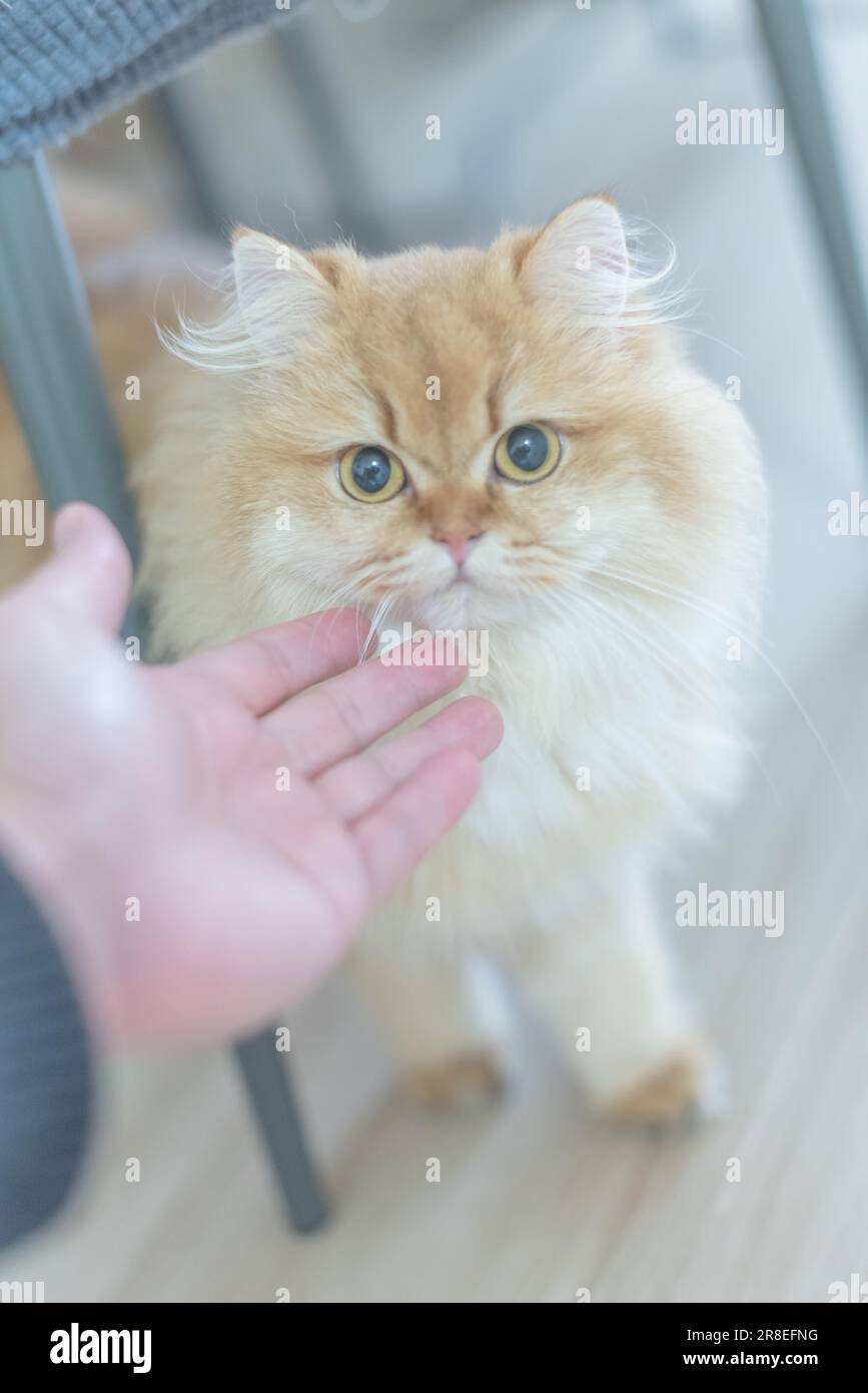 Golden British Long hair Cat front shot and cat looking at camera with ...
