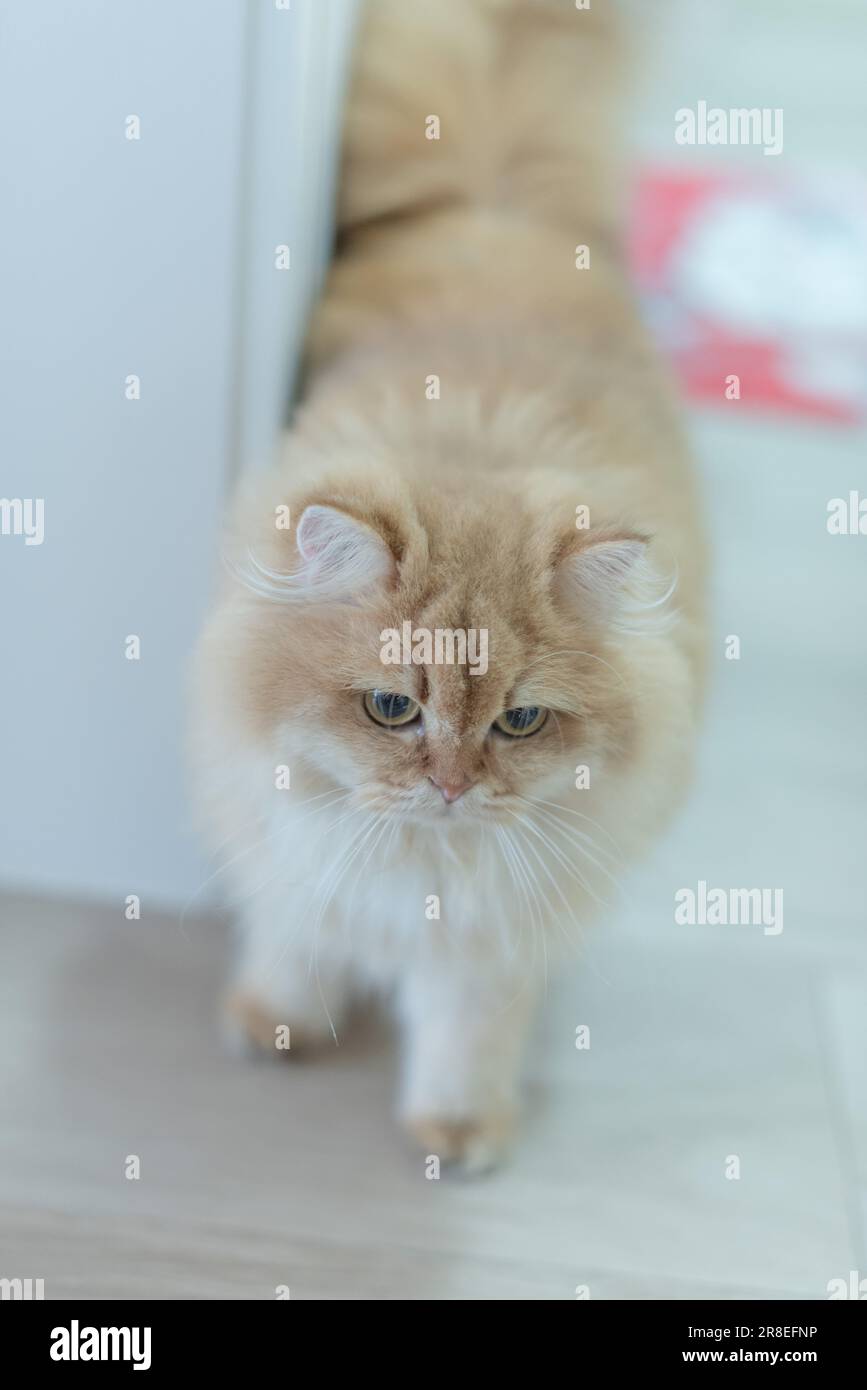 Golden British Long hair Cat front shot and cat looking at bottom Stock ...