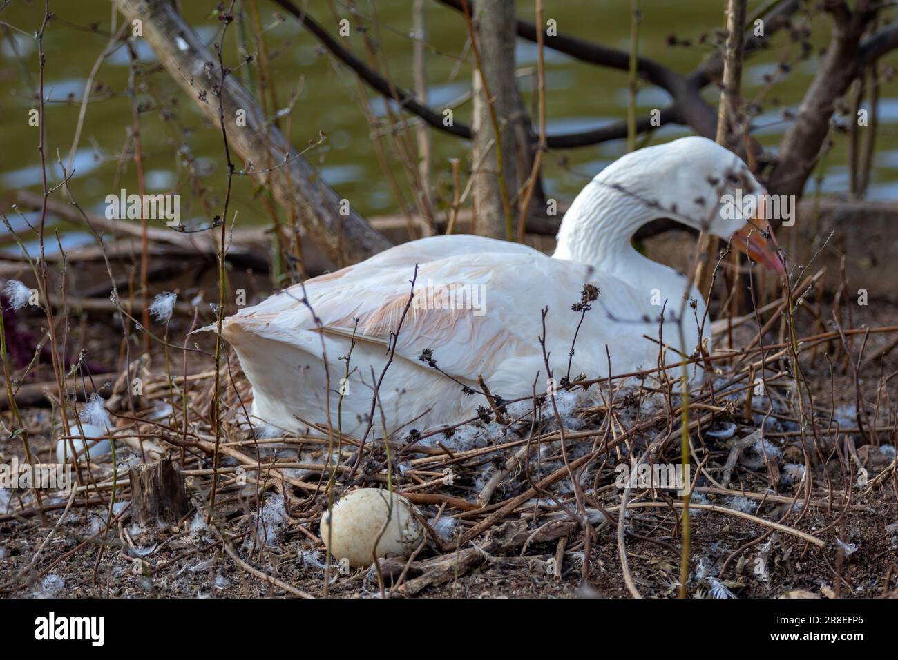 Goose egg hatching hi-res stock photography and images - Alamy