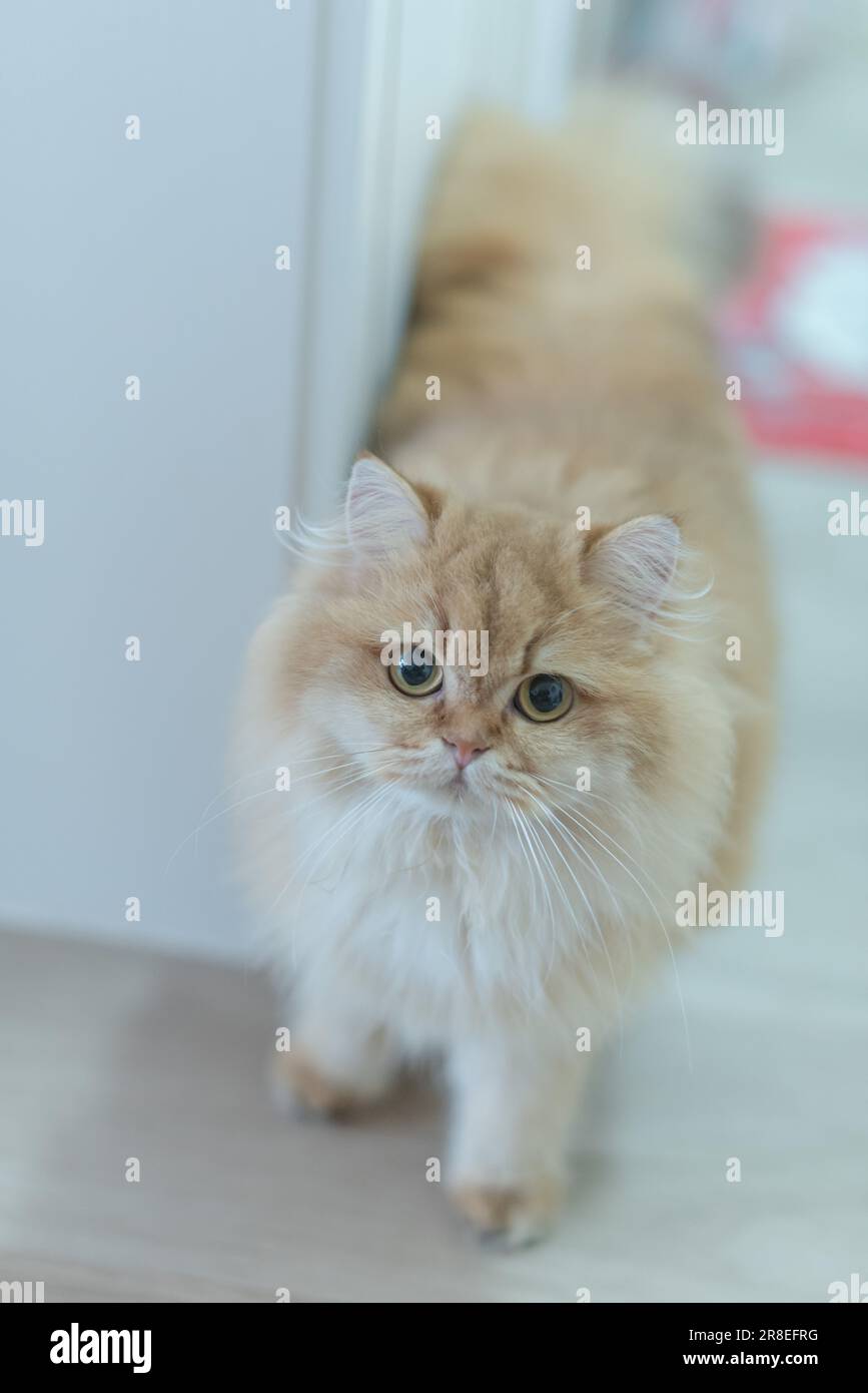 Golden British Long hair Cat front shot and cat looking at camera Stock ...