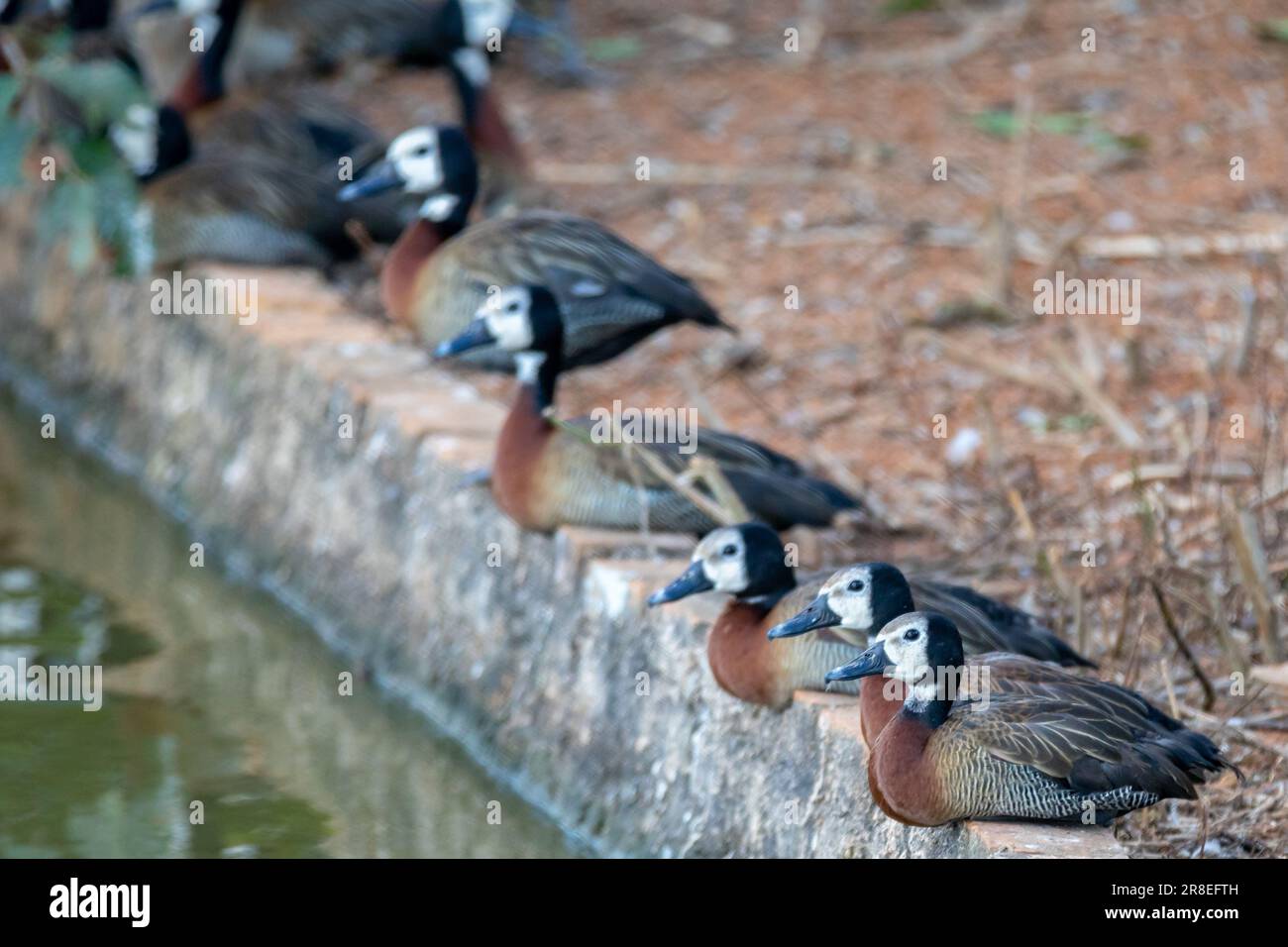 Typical South American wild duck known as "irerê", or white-faced duck ...