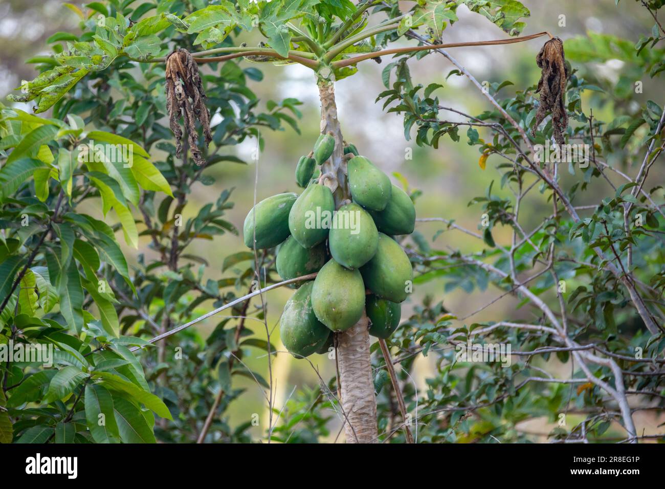 Papaya fruit on papaya tree in farm. green papaya on tree Stock Photo ...