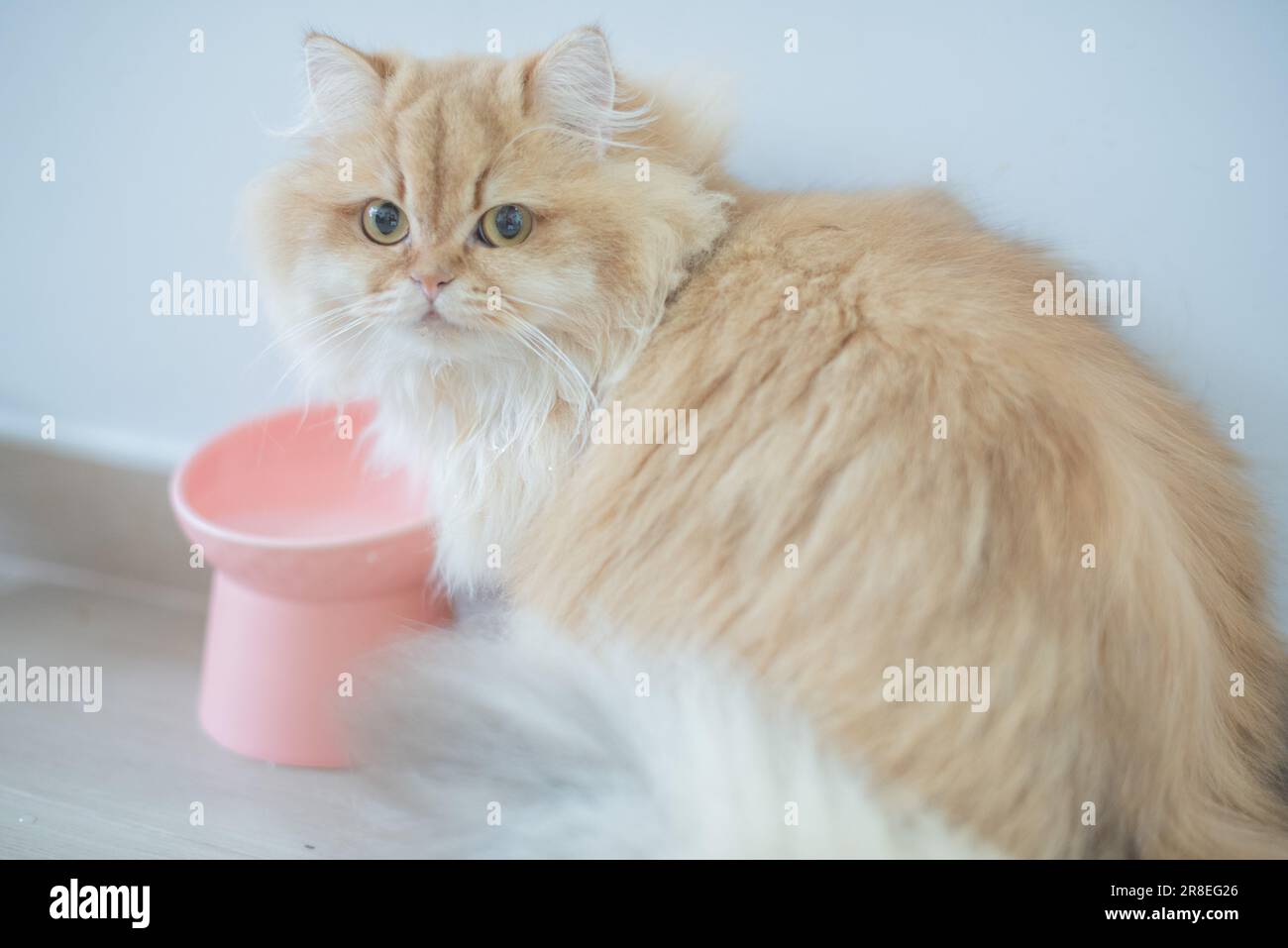 Golden british long hair hi-res stock photography and images - Alamy