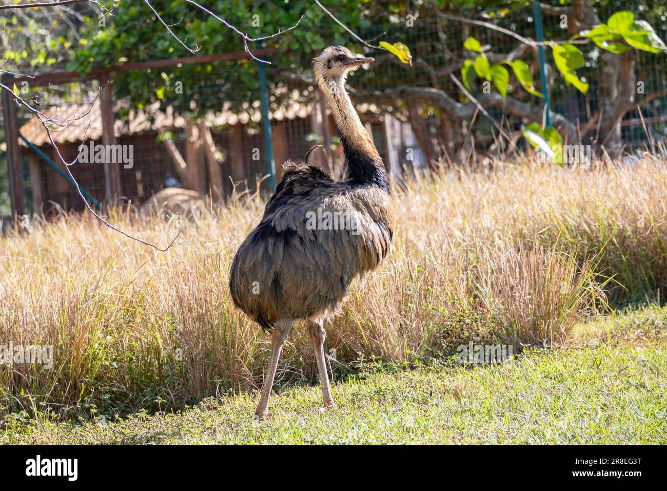 Gorgeous Ema or Greater Rhea (Rhea americana) in the Brazilian wetland ...