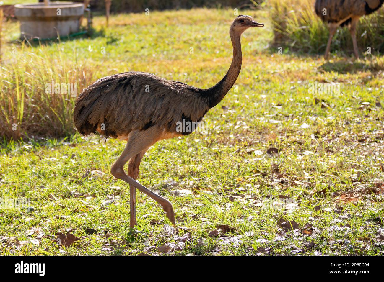 Gorgeous Ema or Greater Rhea (Rhea americana) in the Brazilian wetland ...