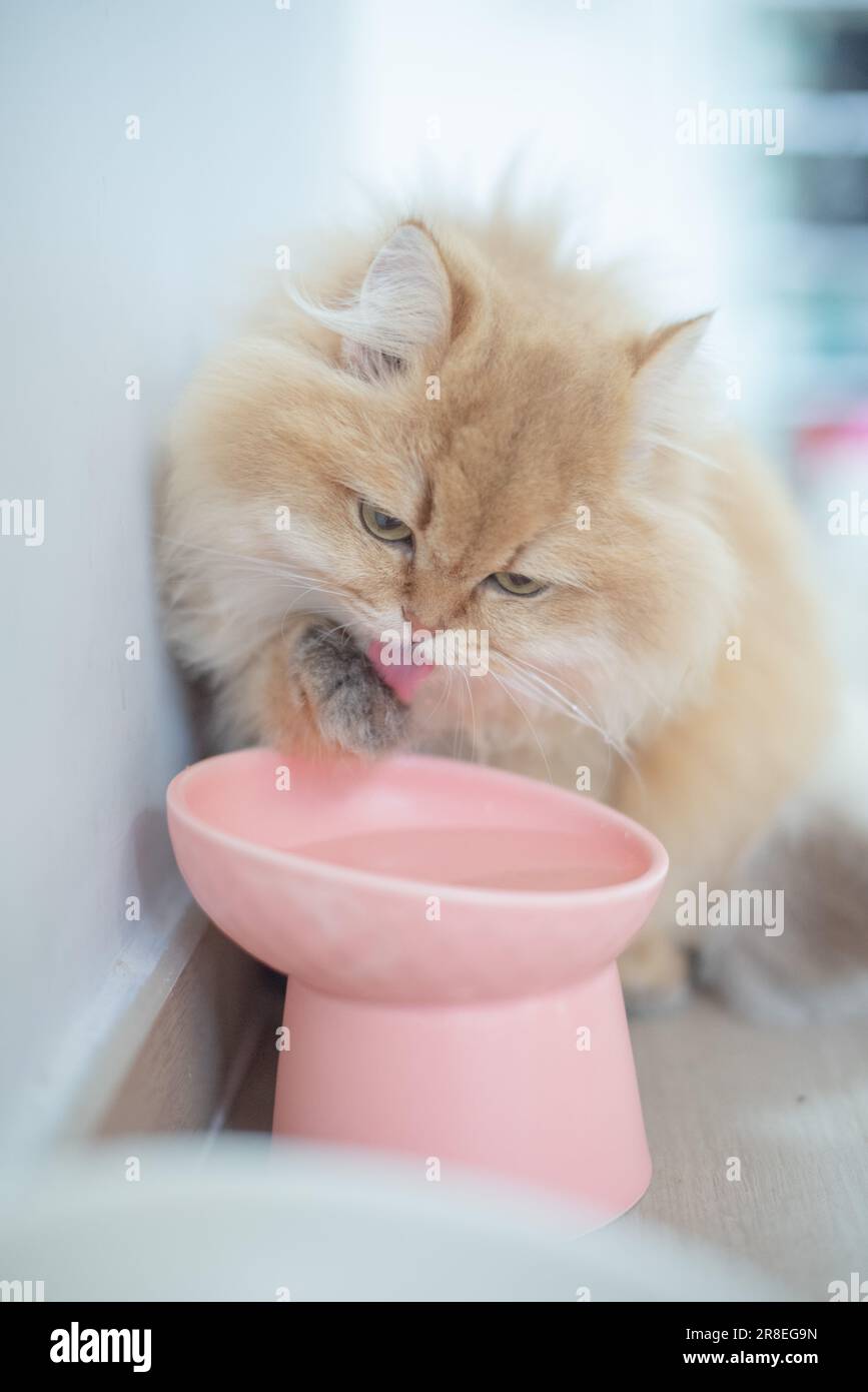 Golden british longhair hi-res stock photography and images - Alamy