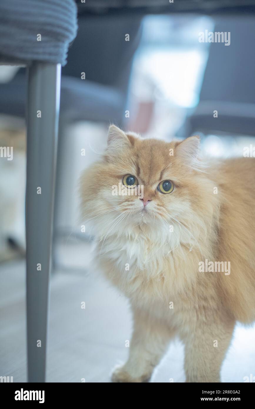 Golden british long hair hi-res stock photography and images - Alamy