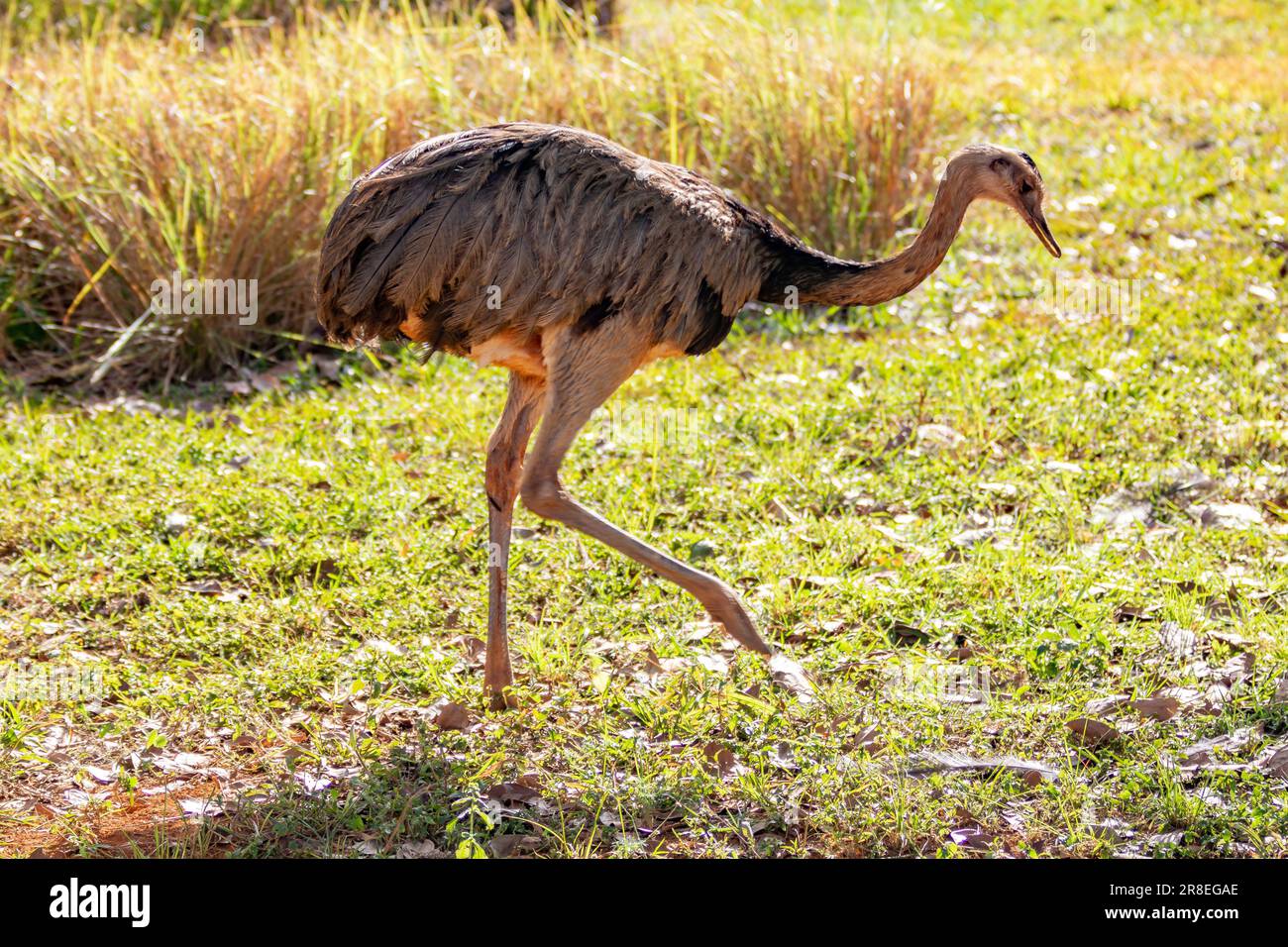 Gorgeous Ema or Greater Rhea (Rhea americana) in the Brazilian wetland ...