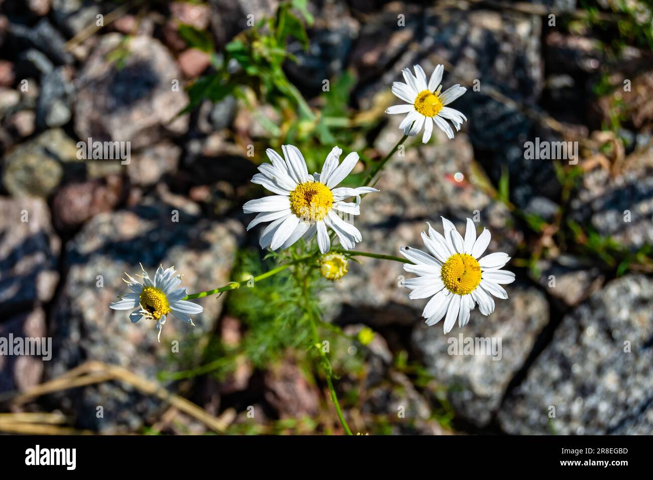 Beautiful wild growing flower mexican daisy on background meadow, photo ...