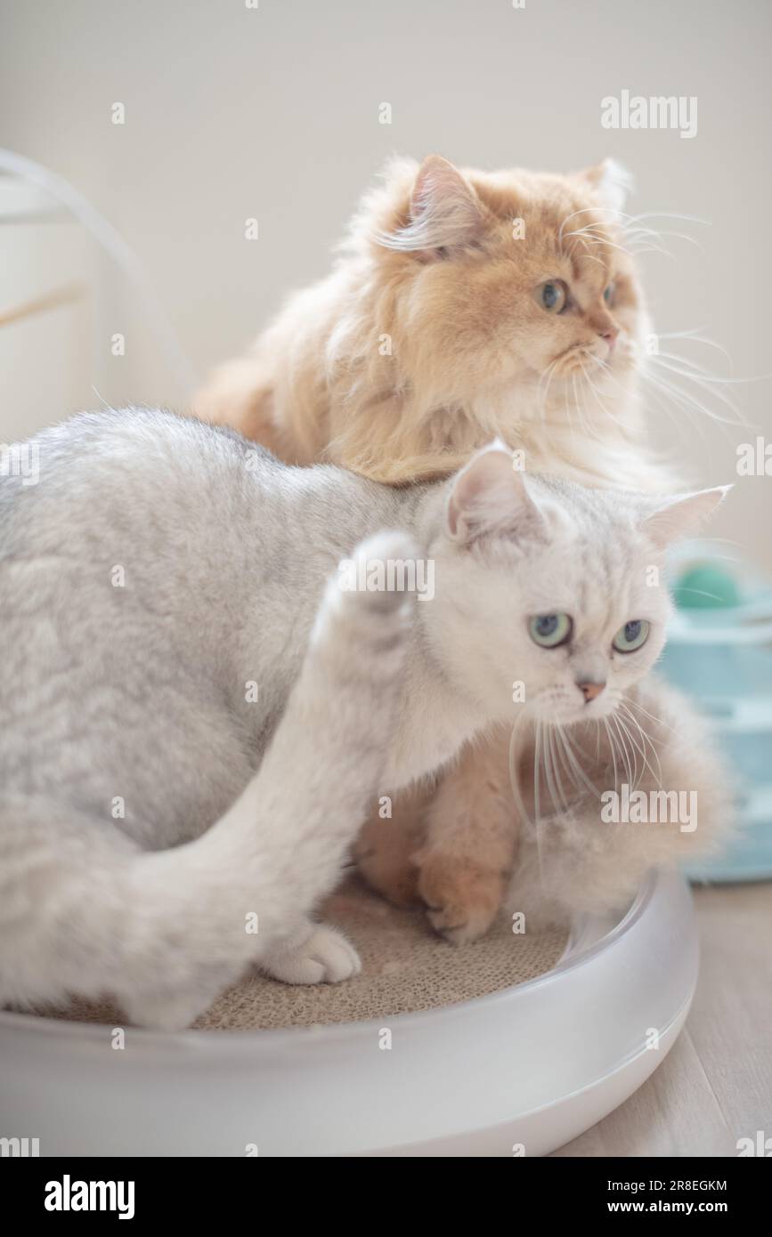 Golden and White British Long and Short hair Cat looking right Stock ...