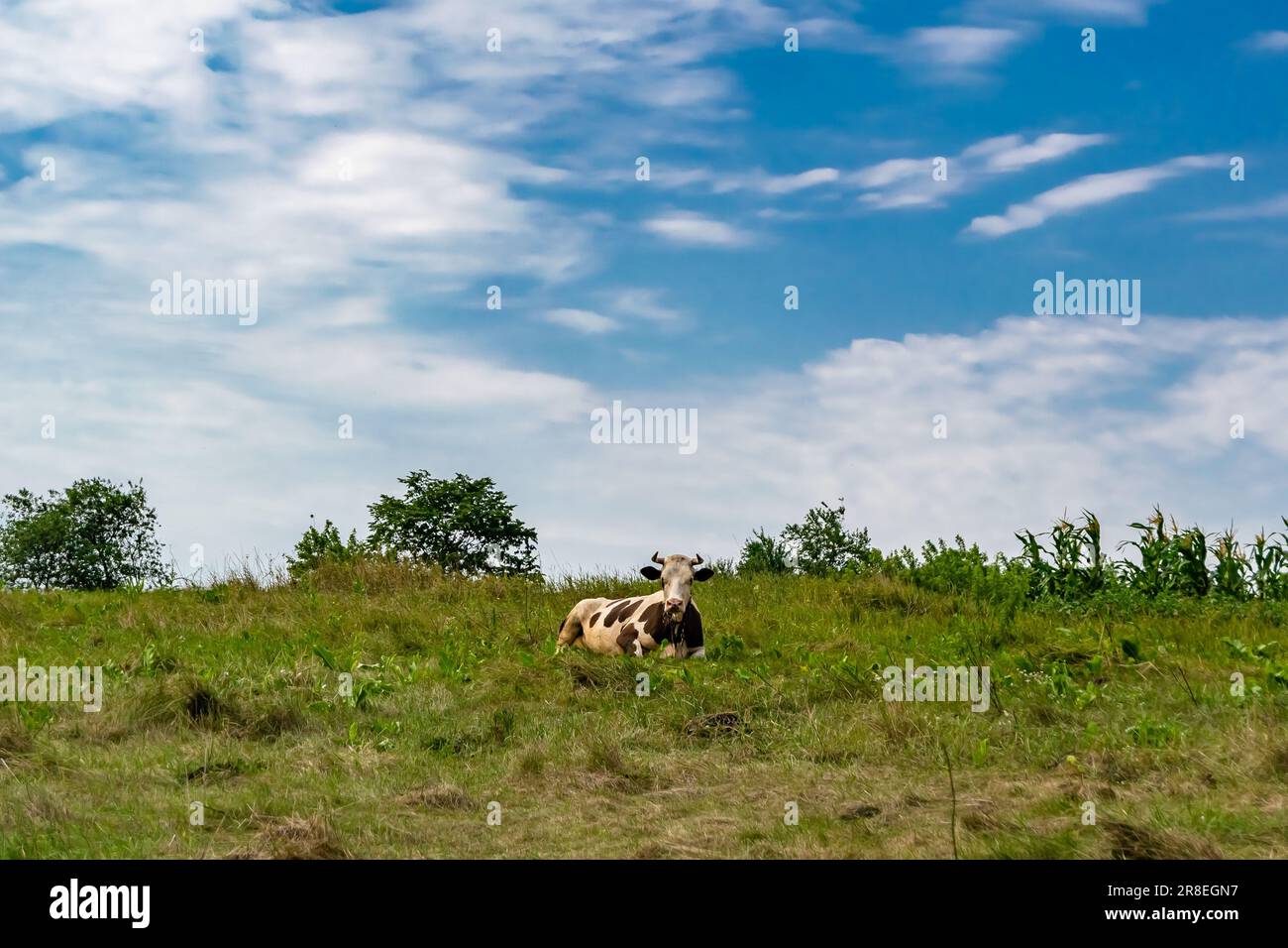 Photography on theme beautiful big milk cow grazes on green meadow ...