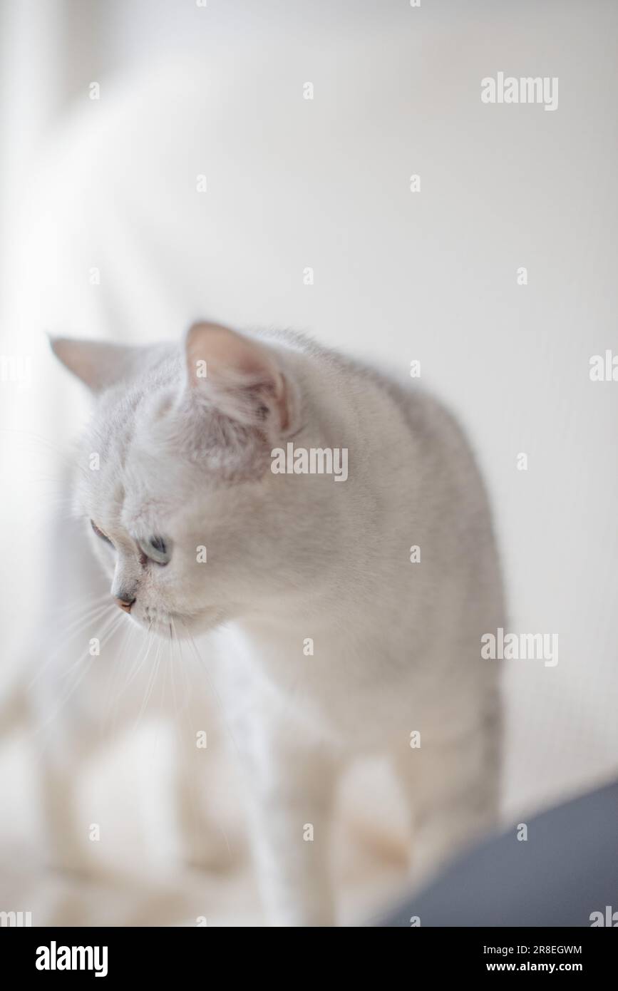 White British short hair Cat looking left Stock Photo - Alamy
