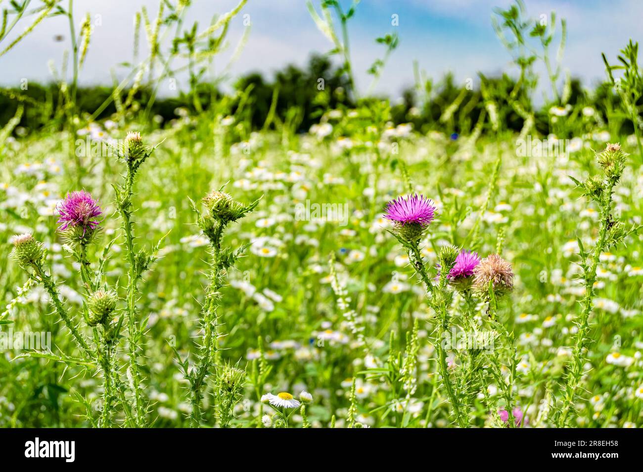 Beautiful growing flower root burdock thistle on background meadow ...