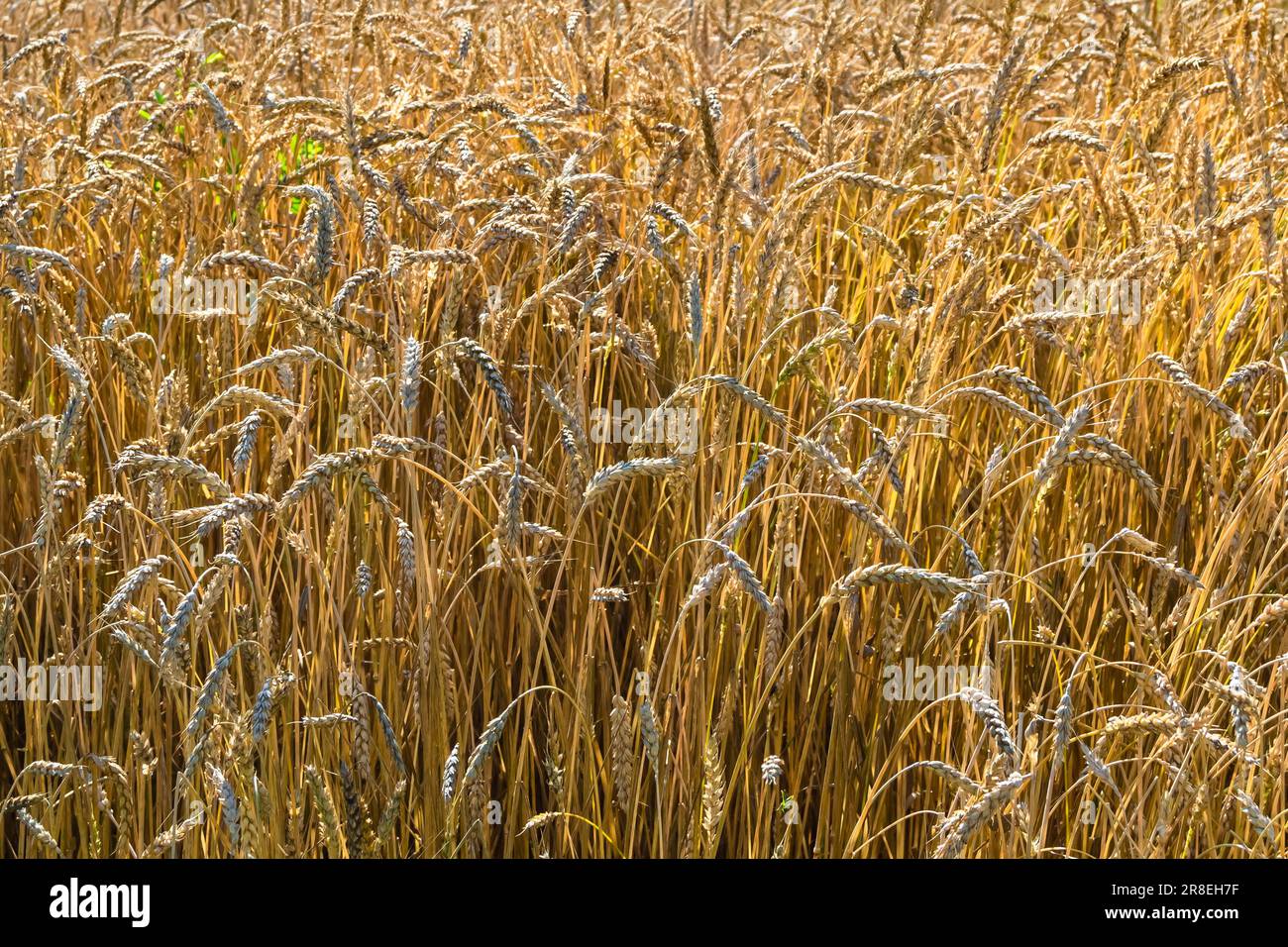 Photography on theme big wheat farm field for organic harvest, photo ...