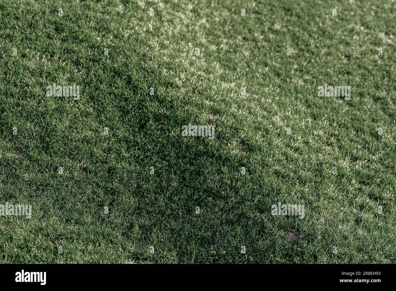 Grass Field Top View Texture. Green grass texture pattern background ...