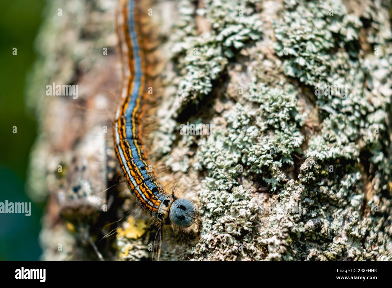 Caterpillar seen in a fruit tree, possibly the lackey moth, malacosoma ...