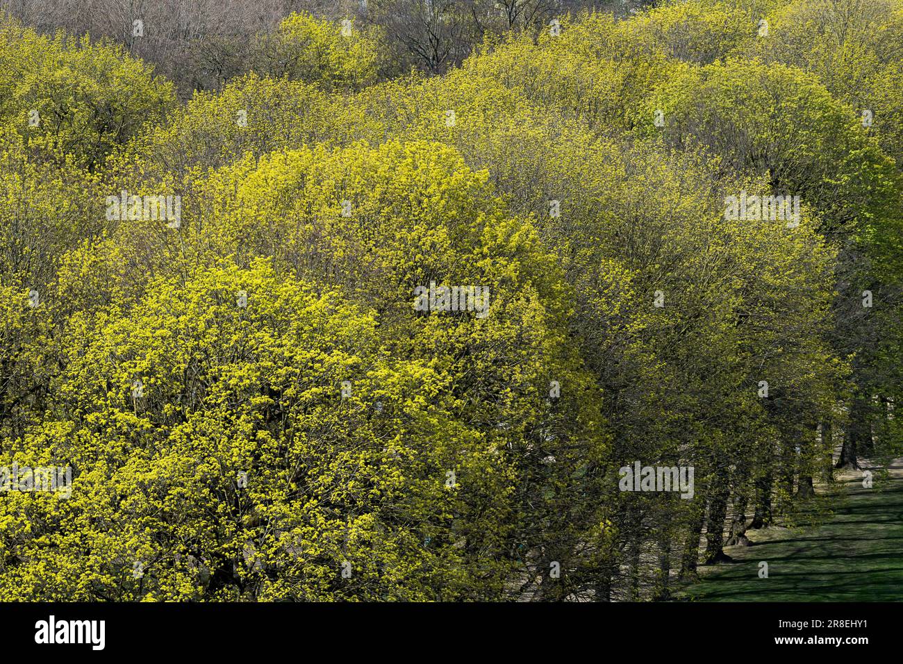 Parc du Cinquantenaire / Jubelpark in Brussels, Belgium © Wojciech ...
