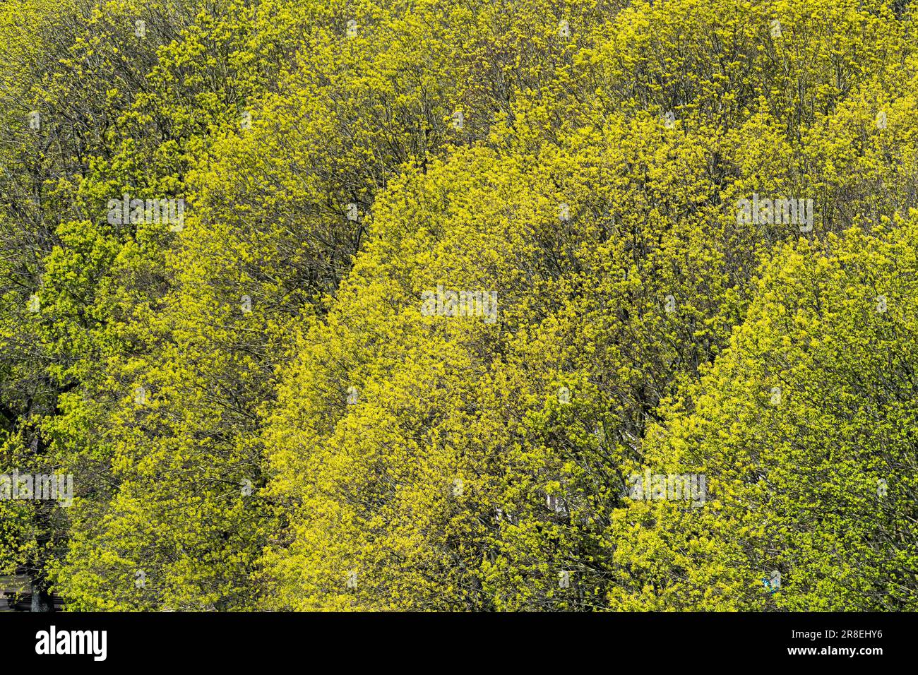 Parc du Cinquantenaire / Jubelpark in Brussels, Belgium © Wojciech ...
