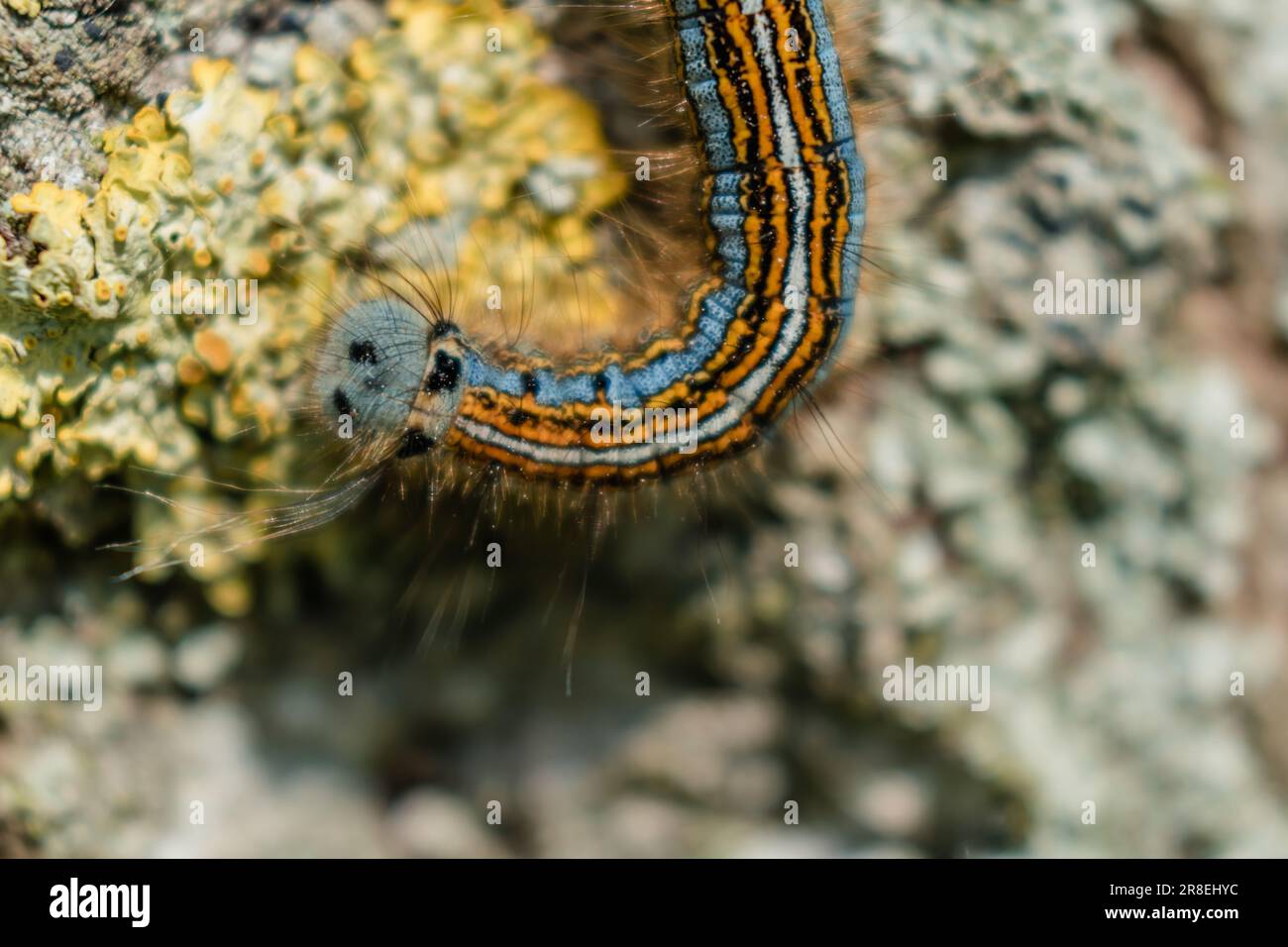 Caterpillar seen in a fruit tree, possibly the lackey moth, malacosoma ...